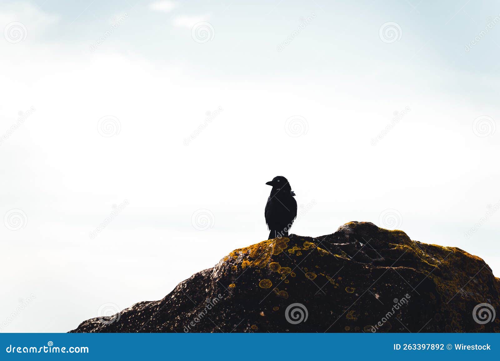Silhouette of a Black Crow Standing on a Rock Against the Bright Sky ...
