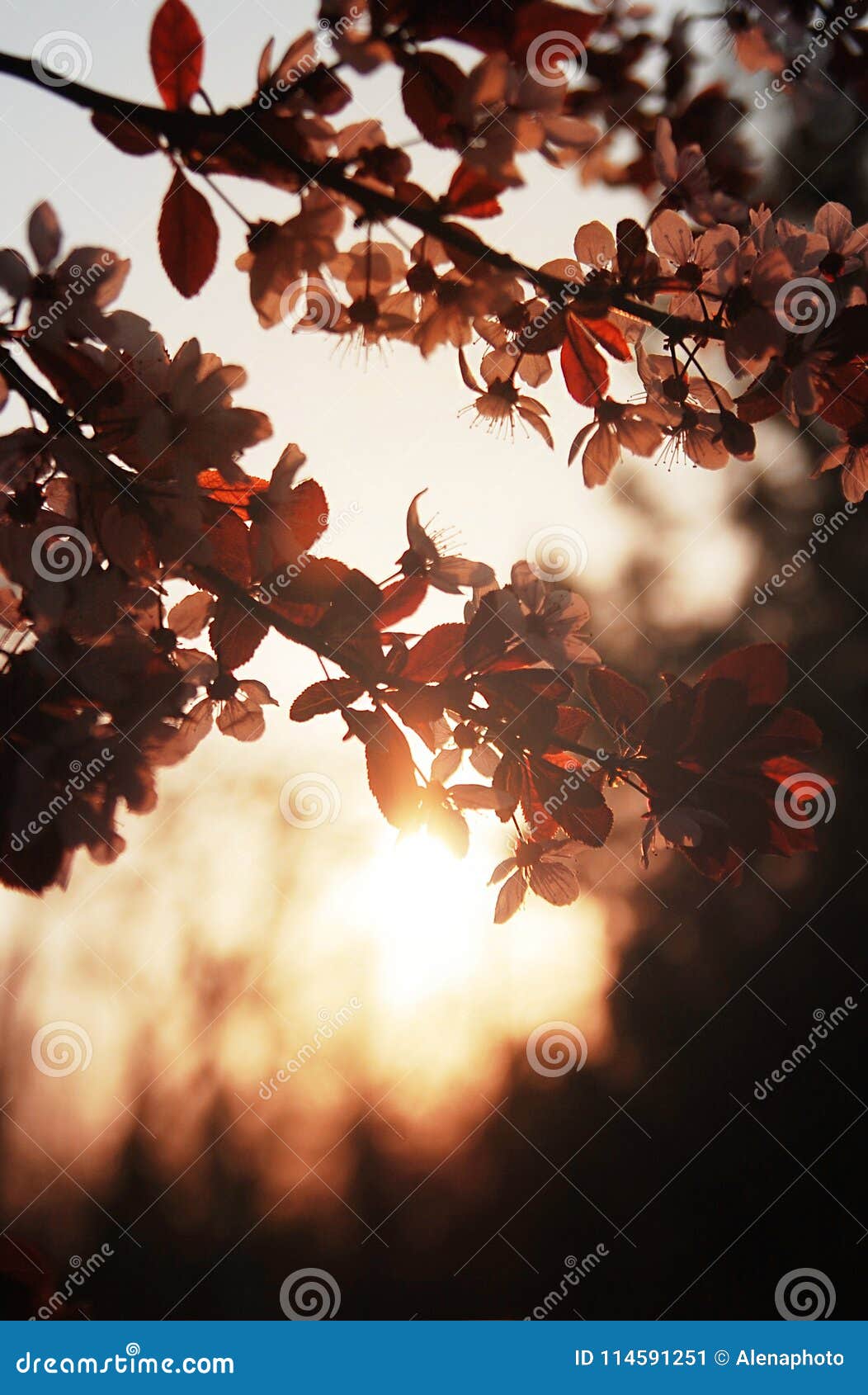 Sakura at sunset. stock image. Image of beautiful, autumn - 114591251