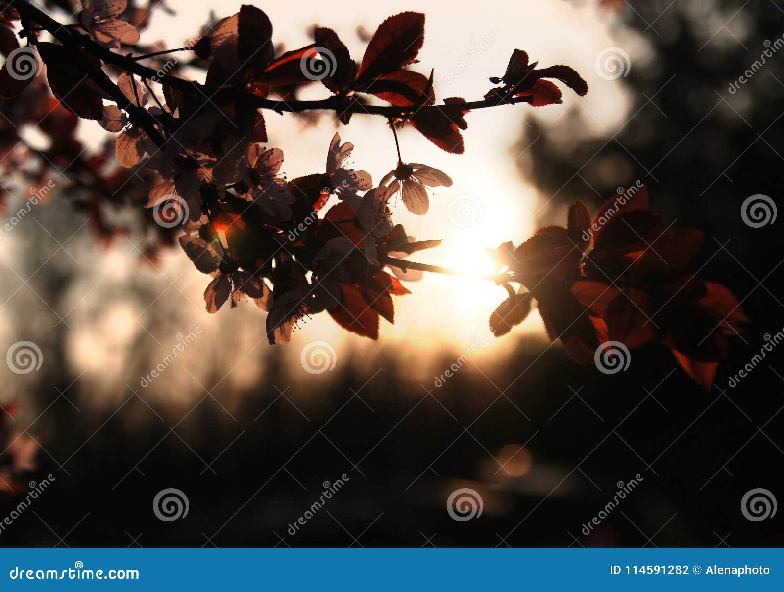 Sakura at sunset. stock photo. Image of beauty, plant - 114591282