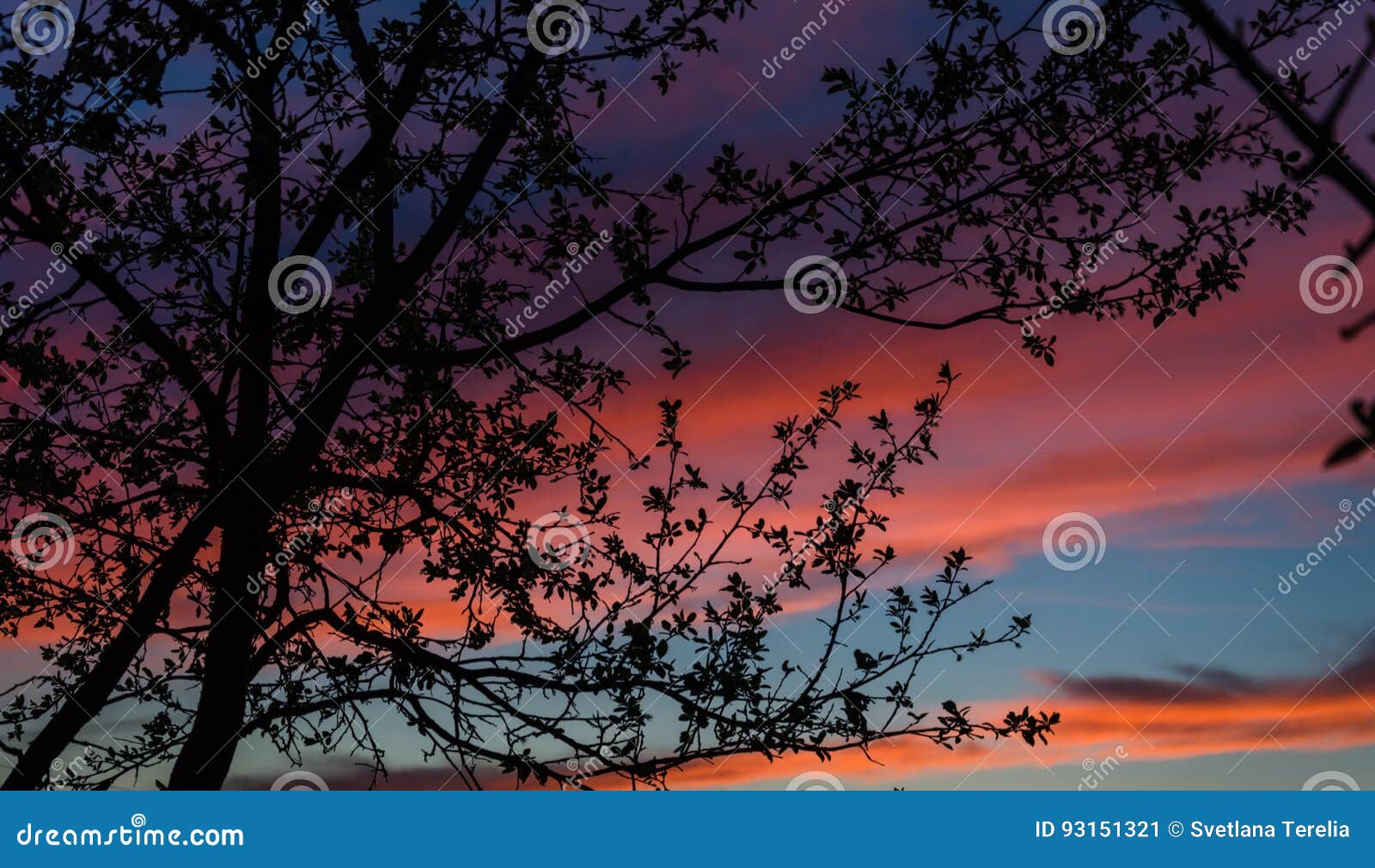 Silhouette of a Blossoming Tree Against a Beautiful Sunset Stock Image ...
