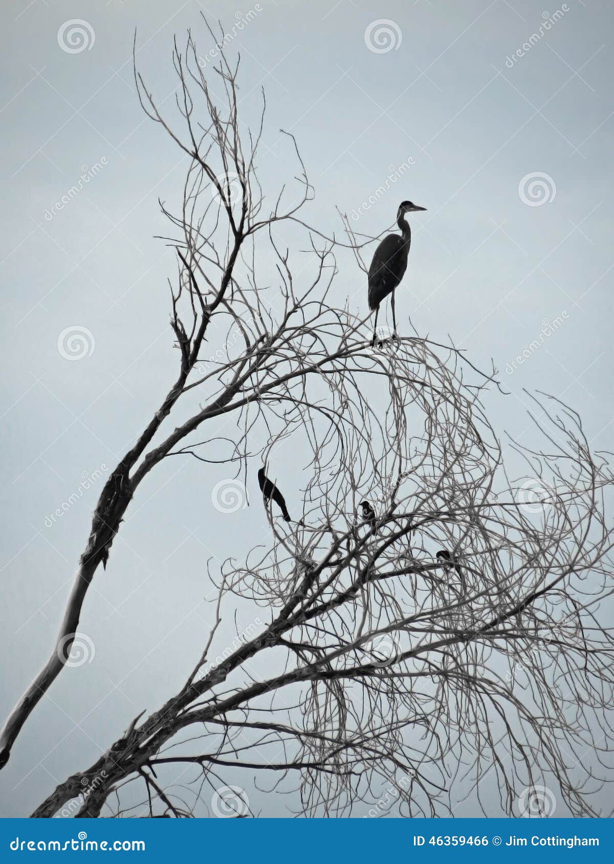 Silhouette - Blue Heron stock photo. Image of point, patiently - 46359466