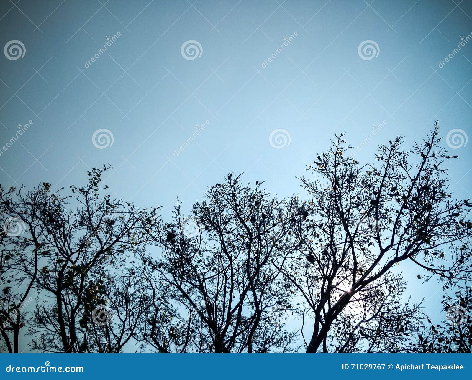 Silhouette of bodhi tree stock image. Image of shadow - 71029767