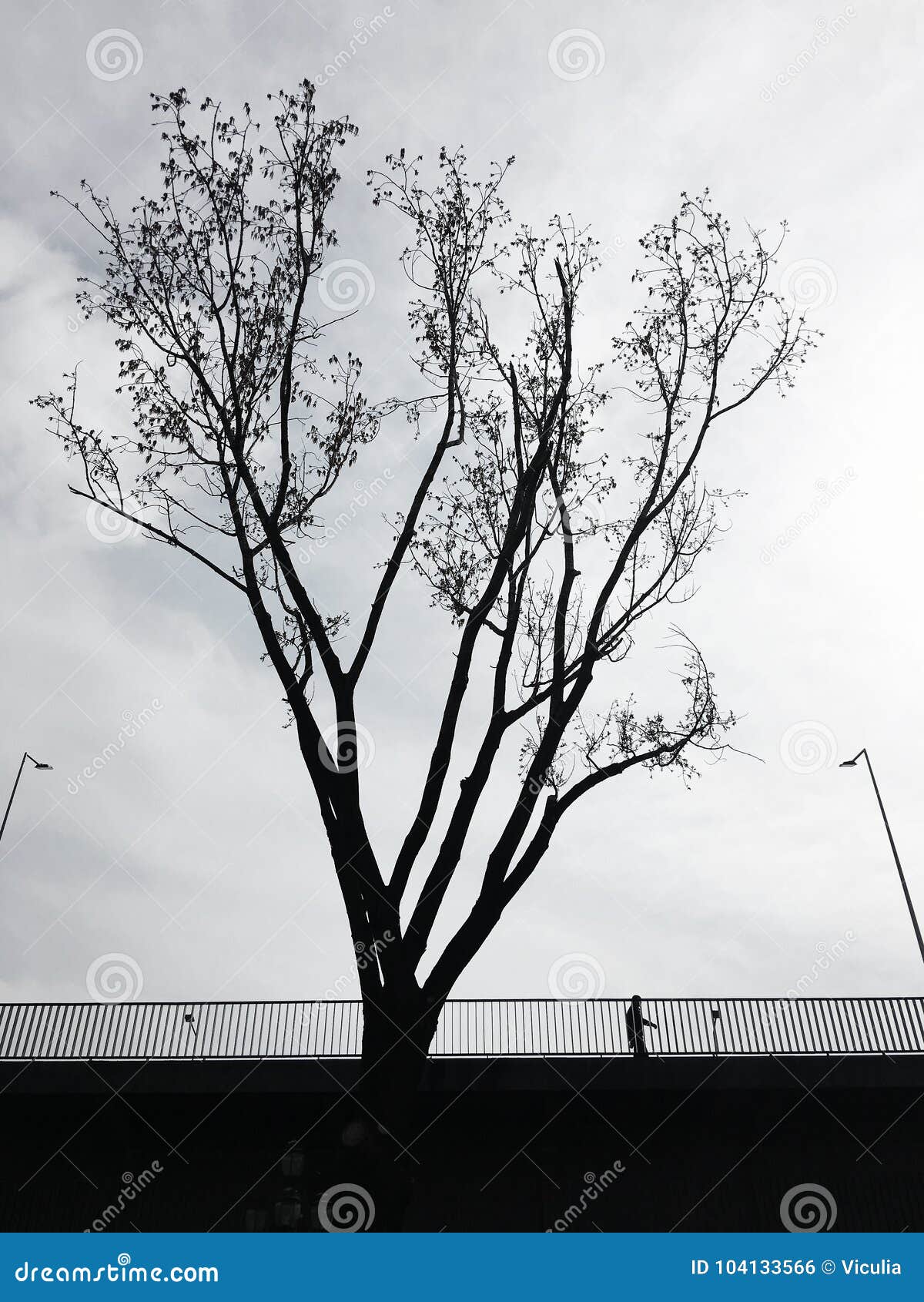 Silhouette of a Bridge Behind a Tree Stock Photo - Image of park ...