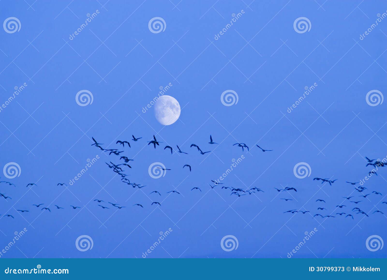 Silhouette Brids Migrating To Moon Stock Image - Image of black ...