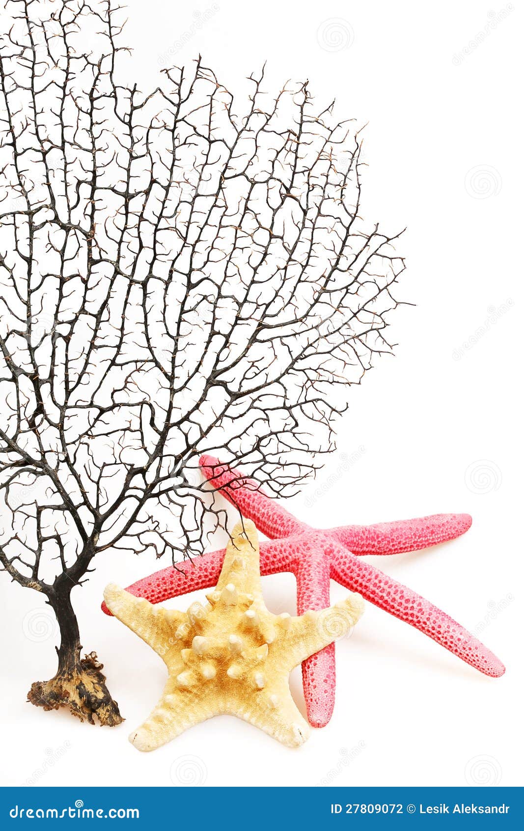 Silhouette of Brown Coral Branch and Starfish Stock Illustration ...