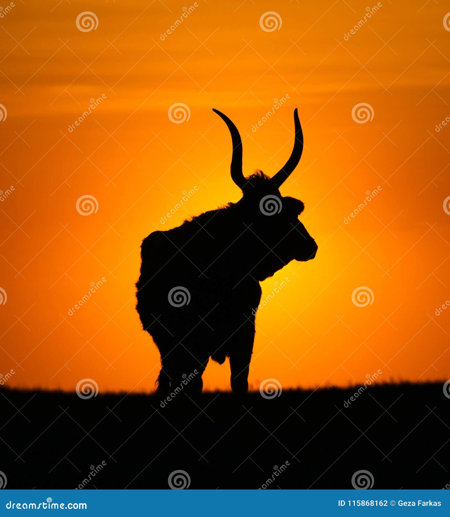 Silhouette of Bull on Sunset Stock Photo - Image of country, andalucia ...