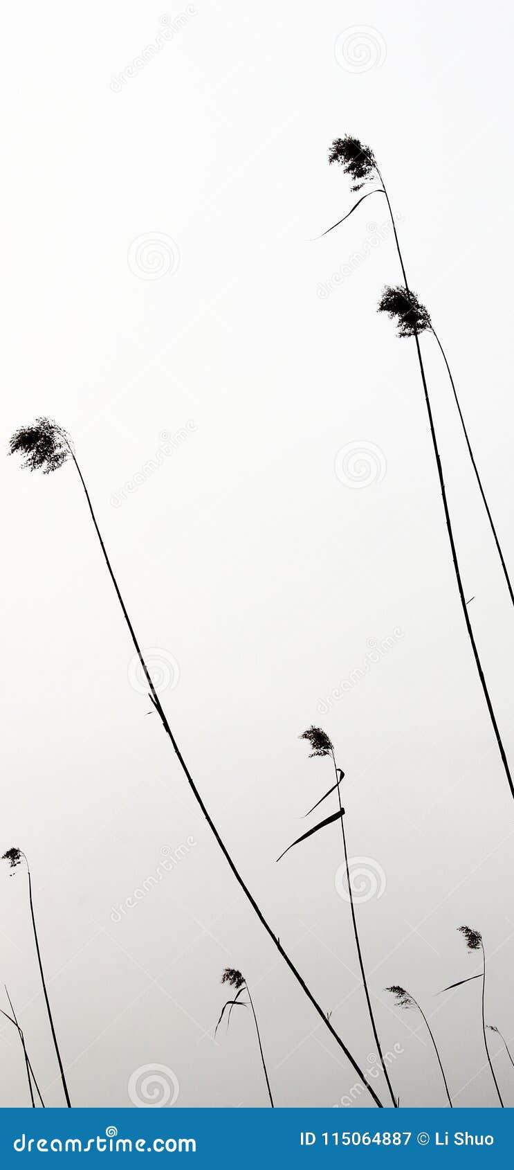 Silhouette of bulrushes stock image. Image of flora - 115064887
