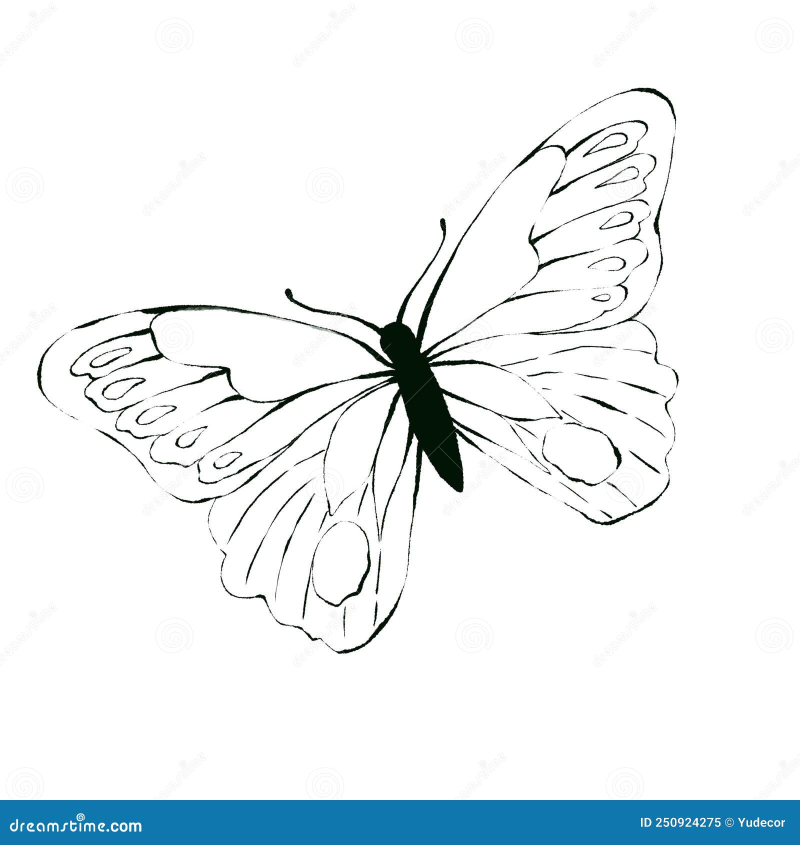 Silhouette Of Buterfly Black And White Illustration, Isolated On White ...
