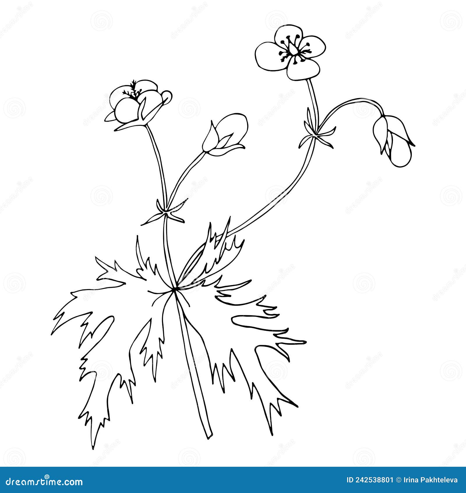 Silhouette of Buttercup on White Background. Wildflower. Isolated ...