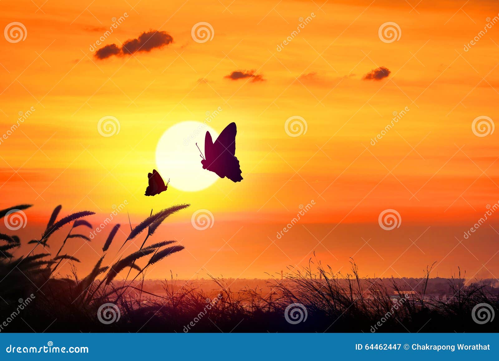 Silhouette of Butterfly Flying Outdoor the Sunset. Stock Image - Image ...