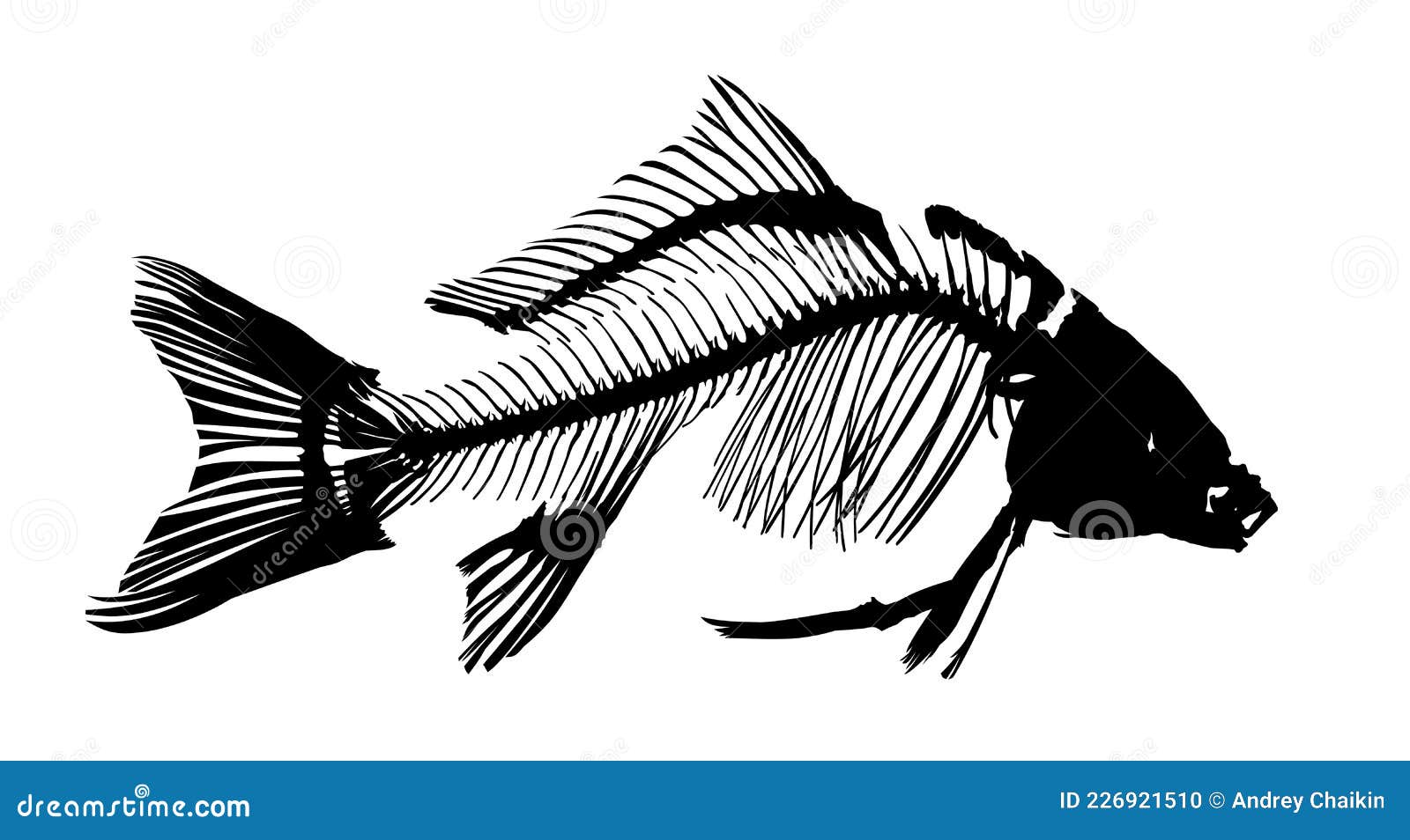 Silhouette of Carp Skeleton. Stock Vector - Illustration of seafood ...