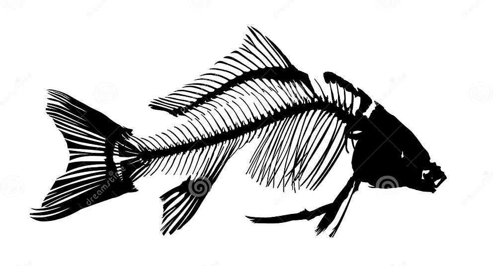 Silhouette of Carp Skeleton. Stock Vector - Illustration of seafood ...