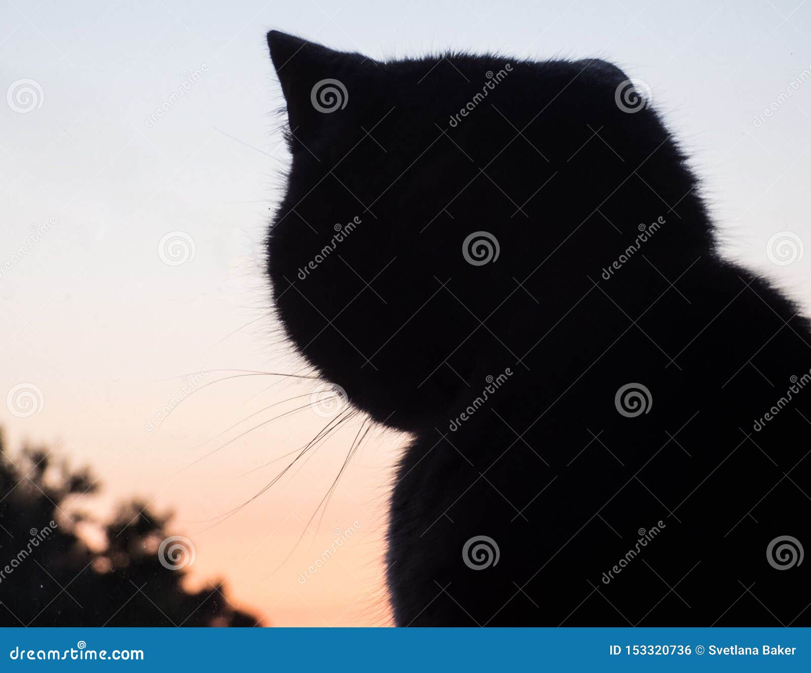 Silhouette of Cat at Beautiful Sunset. Sunset Background,Cat Looking ...