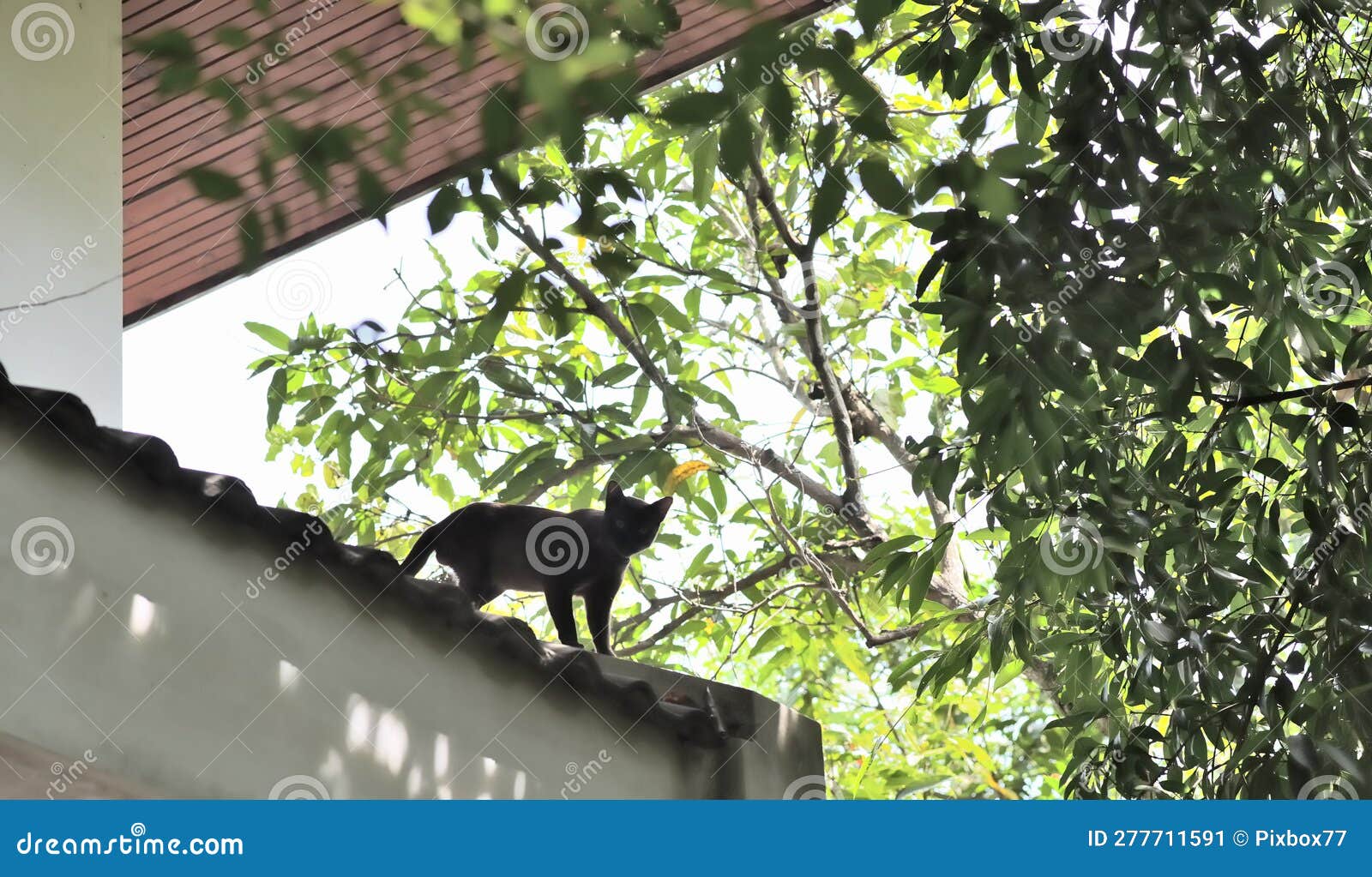 Silhouette Cat at Roof with Tree Foreground Stock Image - Image of ...