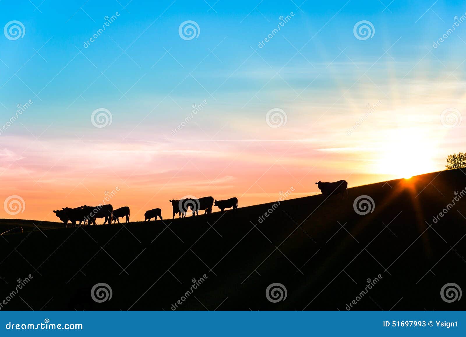 Silhouette of Cattle on a Slope in the Evening Stock Image - Image of ...