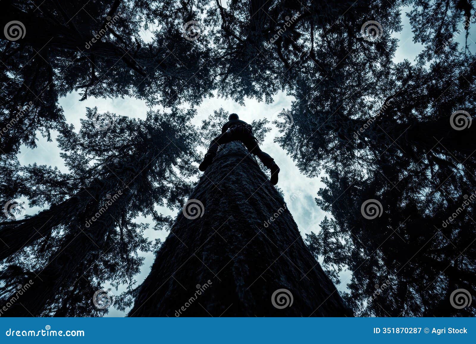 Silhouette Of A Climber Ascending A Tall Tree In A Forest Royalty-Free ...