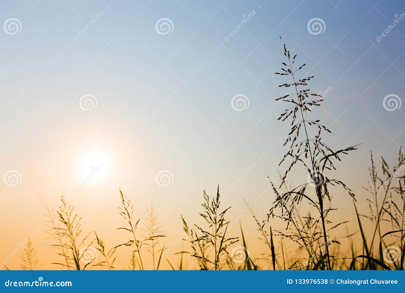 Silhouette Clump of grass stock photo. Image of fresh - 133976538