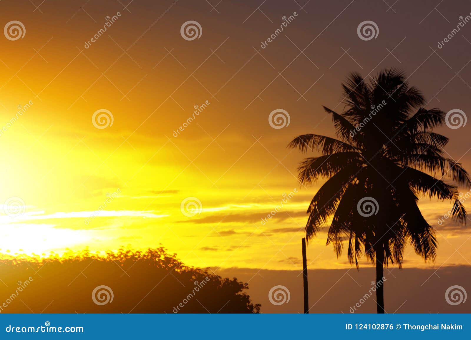 Shadow of Plantation Coconut Tree. Stock Photo - Image of island ...