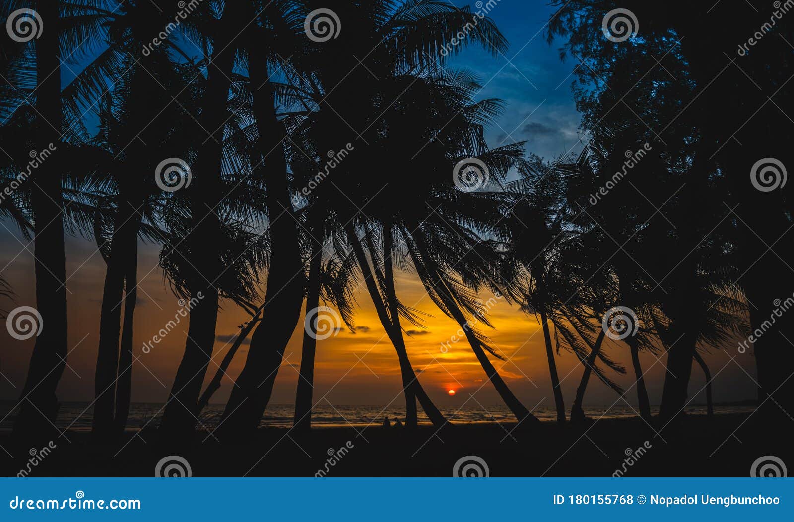 Silhouette of Coconut Trees Shadow in Sunset Time Stock Photo - Image ...