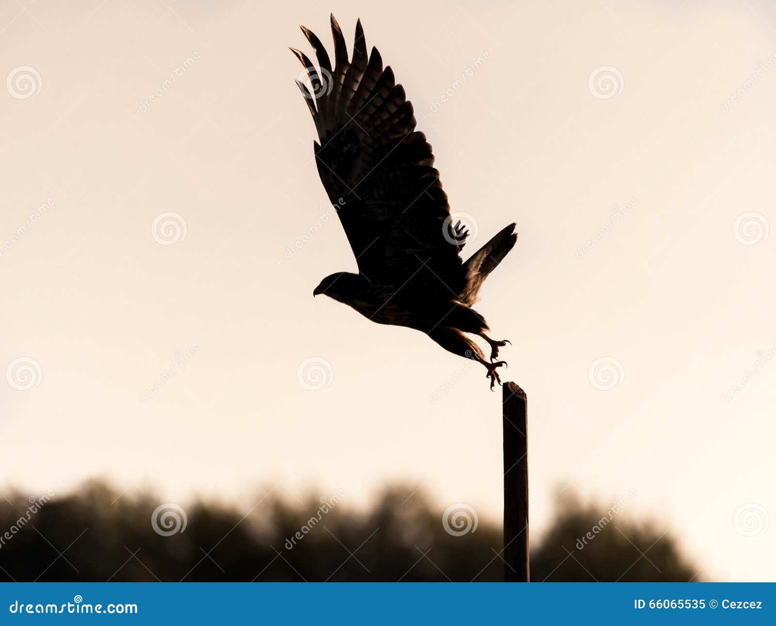 Silhouette of Common Buzzard Stock Image - Image of birds, beak: 66065535