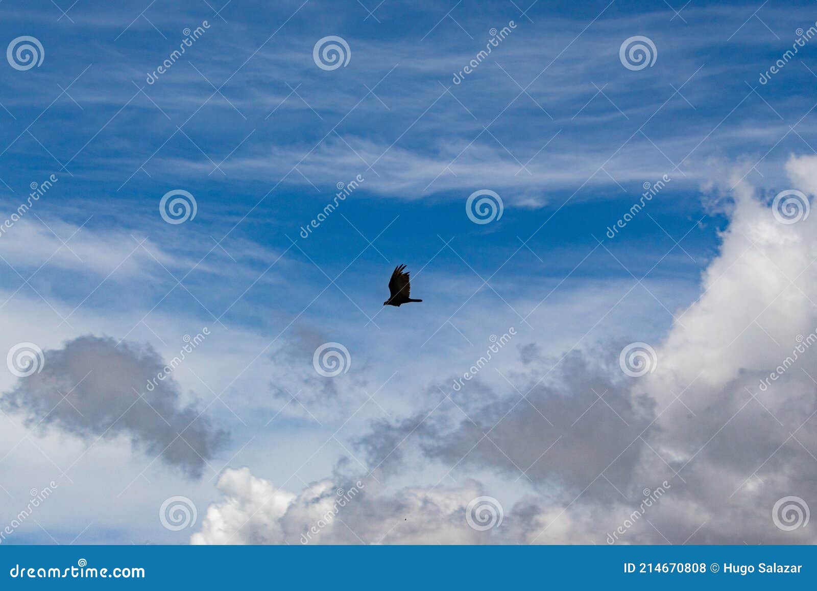 Silhouette of Common Buzzard Buteo Buteo in Flight Stock Photo - Image ...