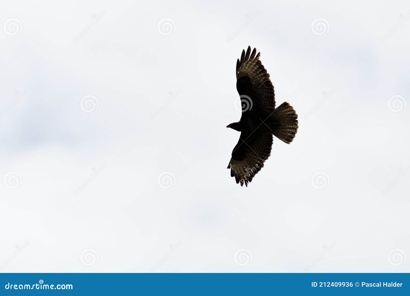 Silhouette of Common Buzzard Buteo Buteo in Flight Stock Photo - Image ...