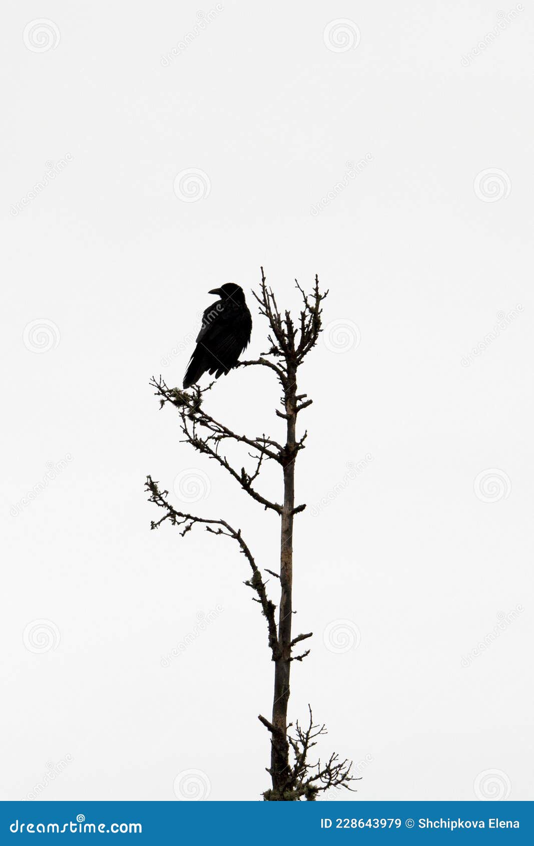 Silhouette of Common Raven Sitting on a Tree Branch Stock Image - Image ...