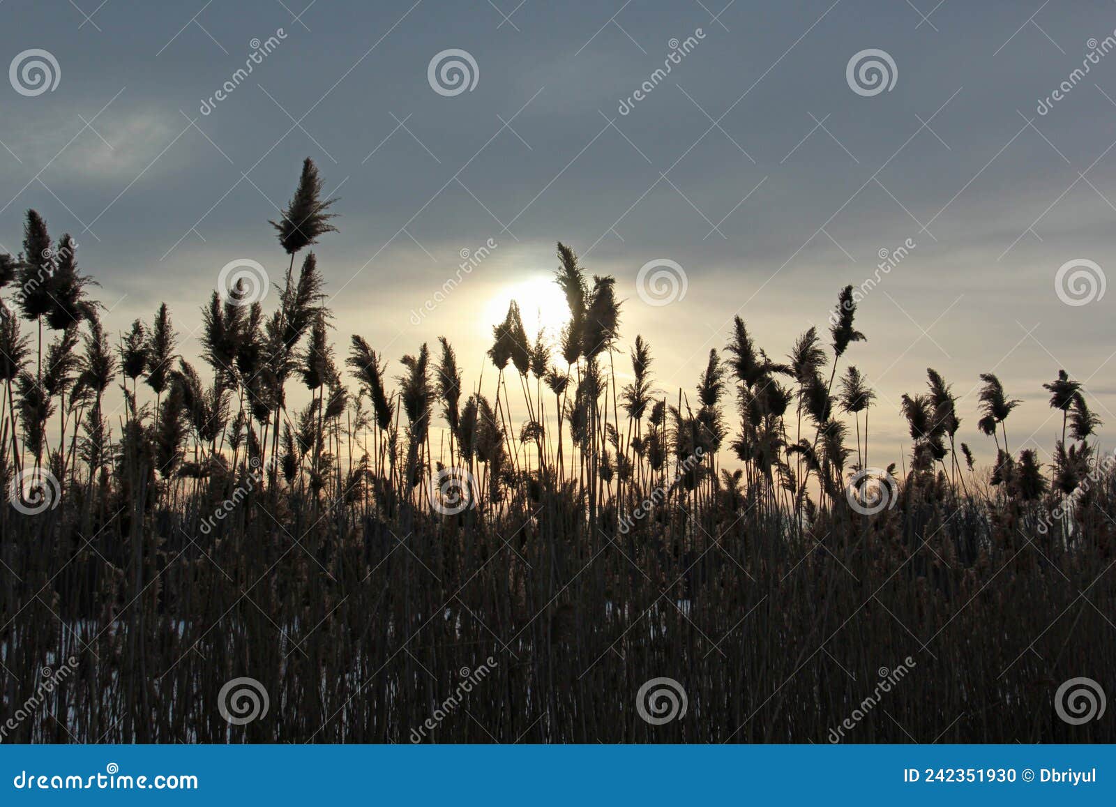 Silhouette Common Reed Taken at Sunset with Stock Photo - Image of ...