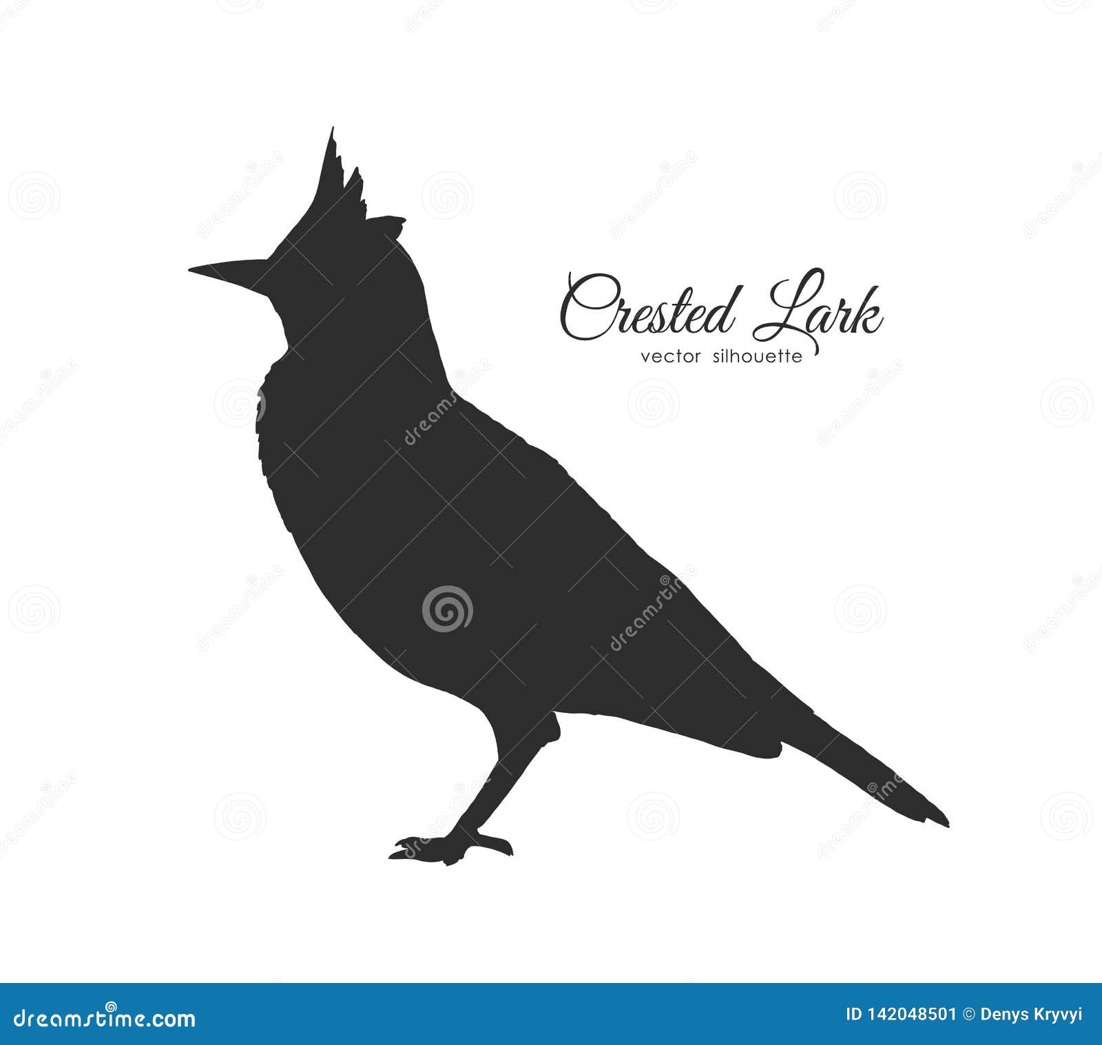 Silhouette of Crested Lark. Little Bird on White Background Stock ...