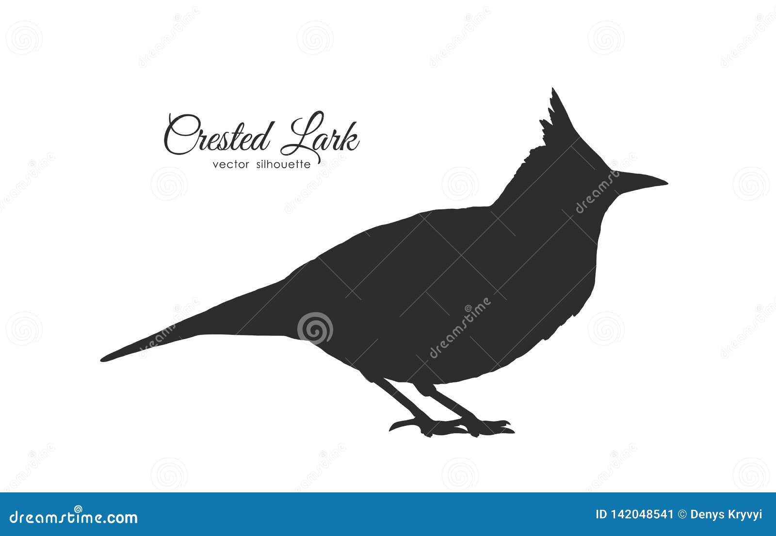 Silhouette of Crested Lark. Little Bird on White Background Stock ...