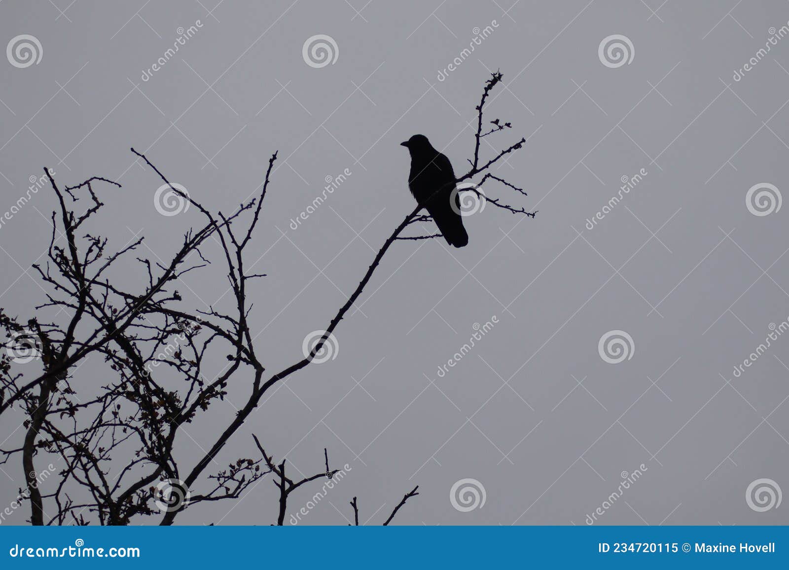 A Silhouette of a Crow in a Tree Stock Image - Image of silhouette ...
