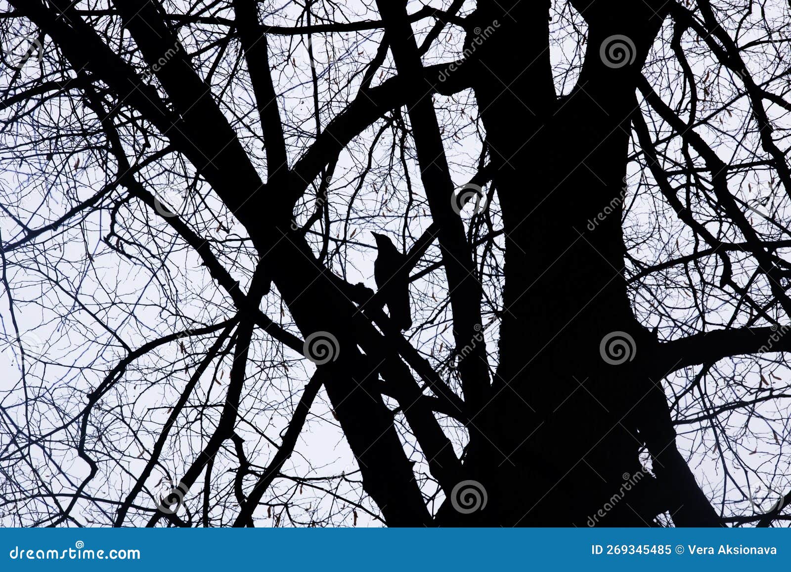 Silhouette of a Crow among the Branches of Tree Stock Image - Image of ...