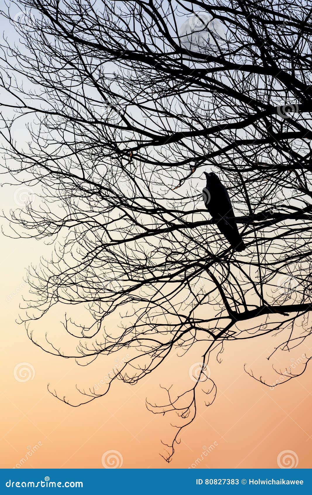 Silhouette of Crow Perch on Tree Branches Stock Image - Image of fall ...