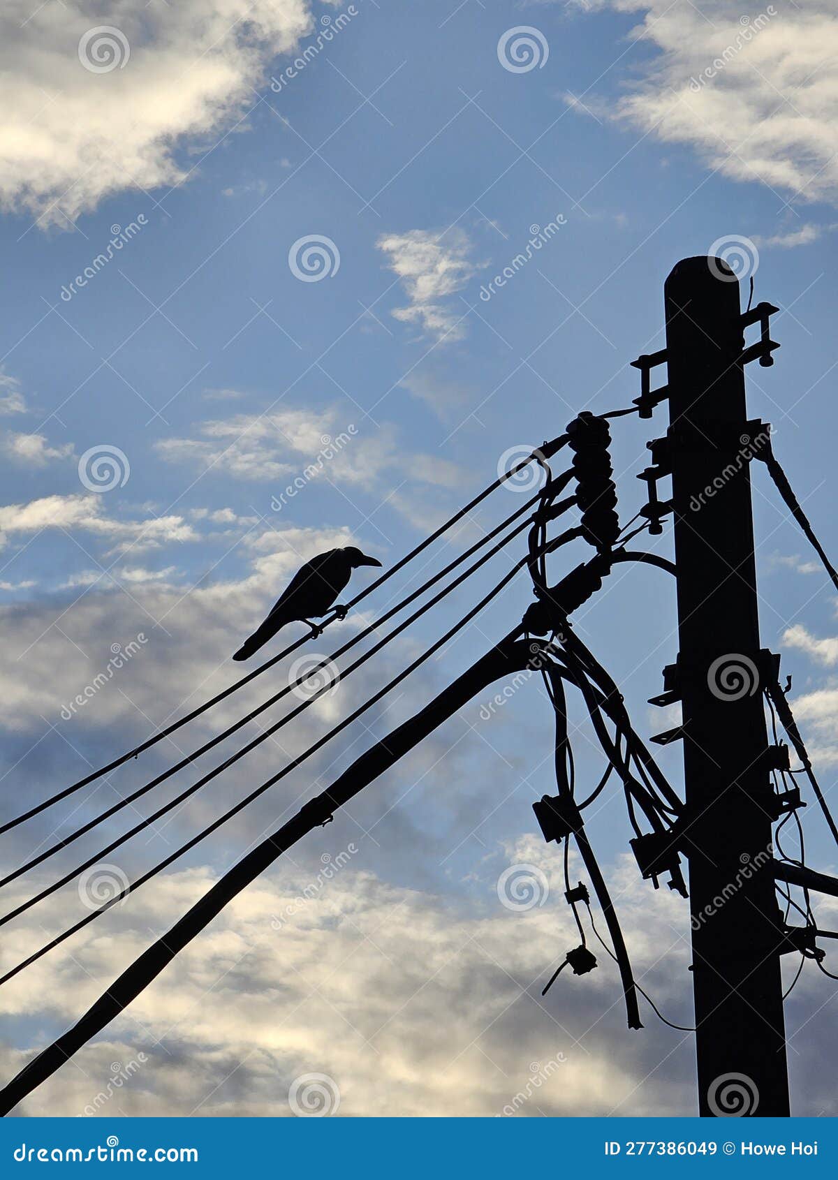 Silhouette of a Crow Sitting on the Wire in the Sky. Bird on the Wires ...