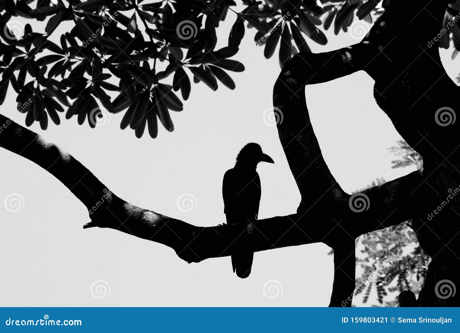 Silhouette of a Crow on Tree Branches. Stock Image - Image of ...