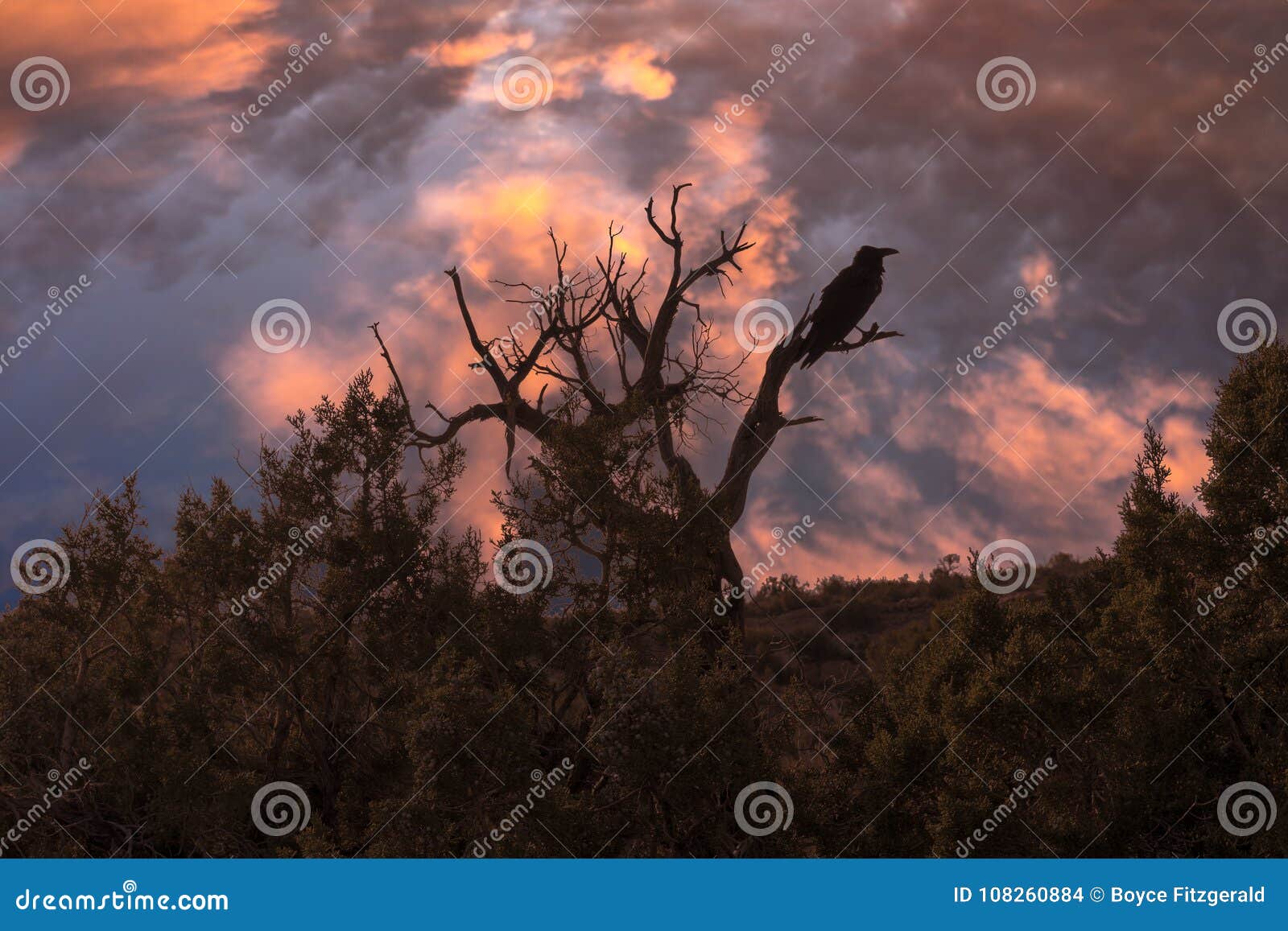 Silhouette of a Crow and Tree with a Brilliant Sunset Stock Photo ...