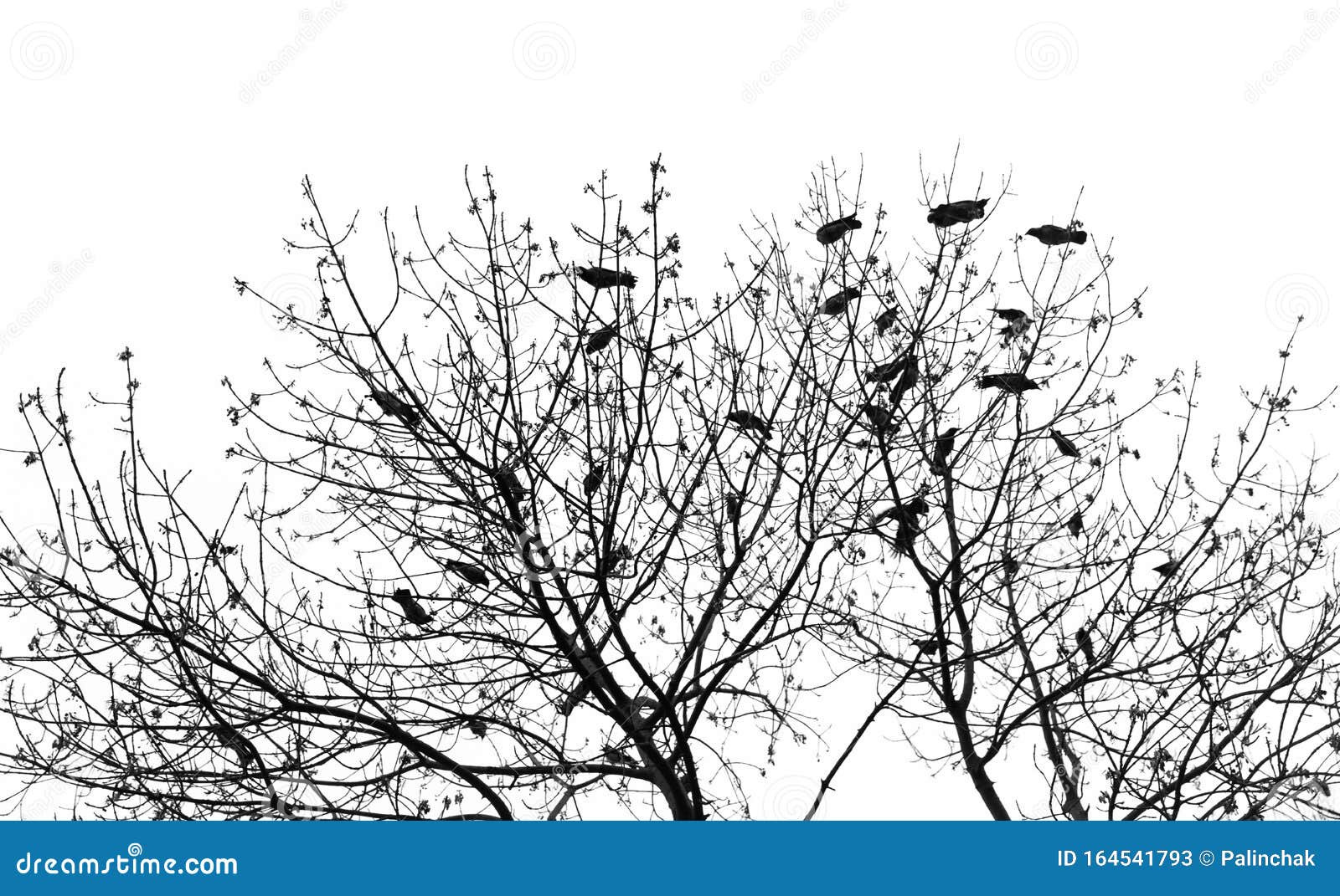 Silhouette of a Crow on a Tree Stock Image - Image of crows, branch ...