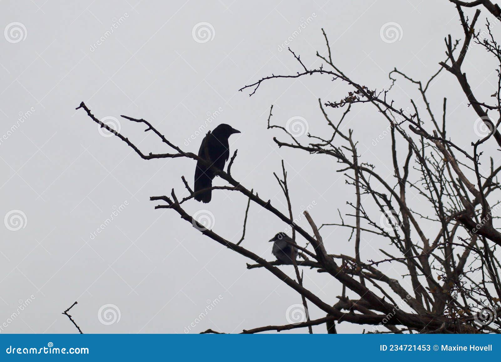 A Silhouette of a Crow in a Tree Stock Image - Image of dark, nature ...