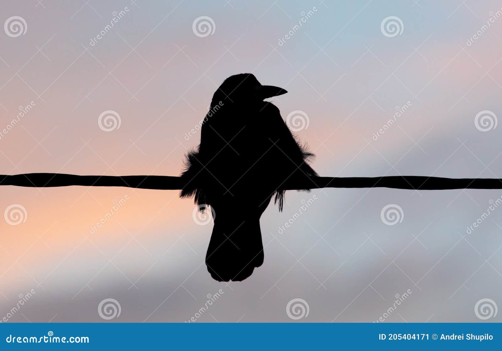 Silhouette of a Crow on a Wire Stock Image - Image of nature, orange ...