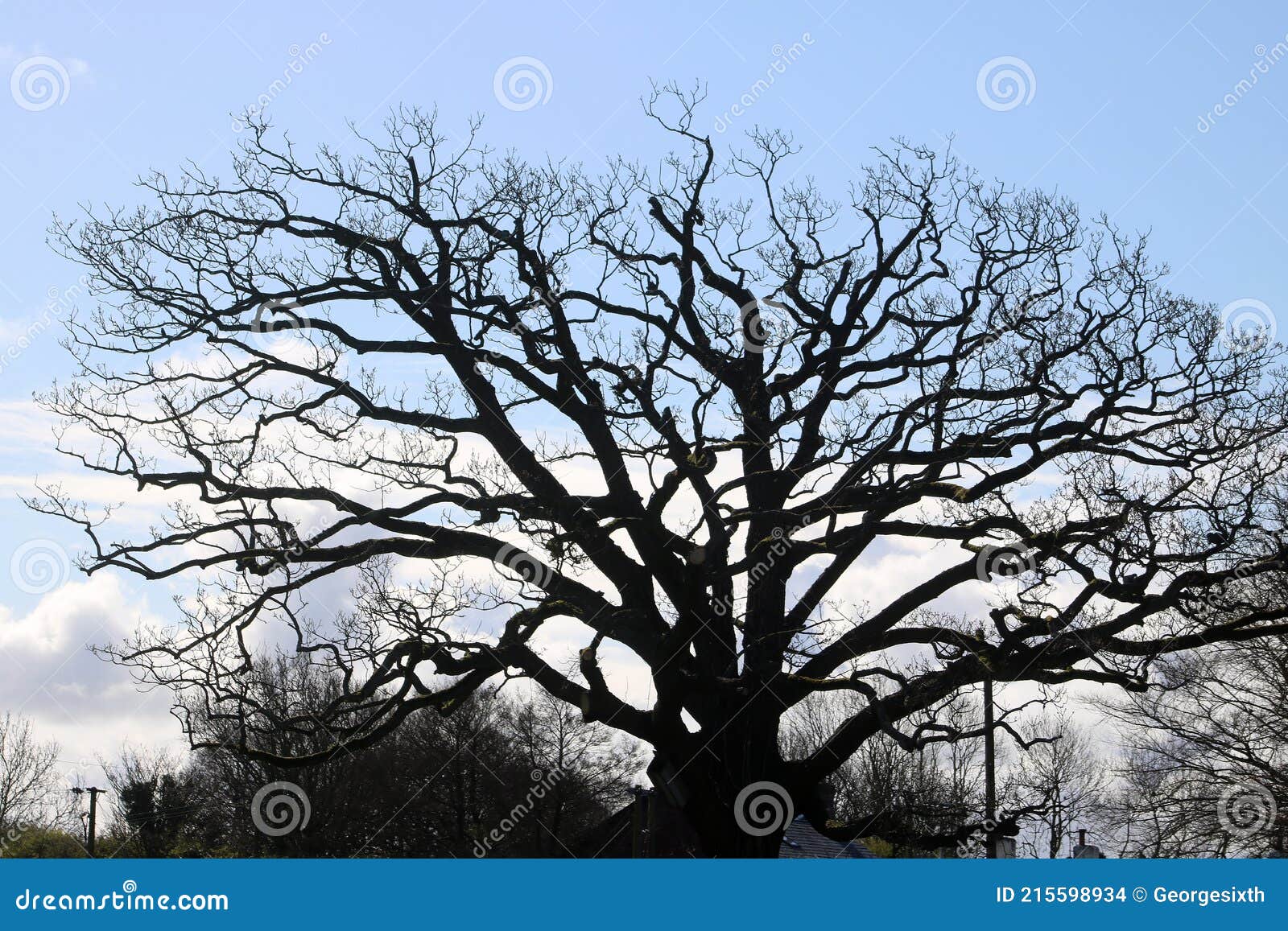Silhouette of Crown of Oak Tree Showing Skeleton Stock Photo - Image of ...