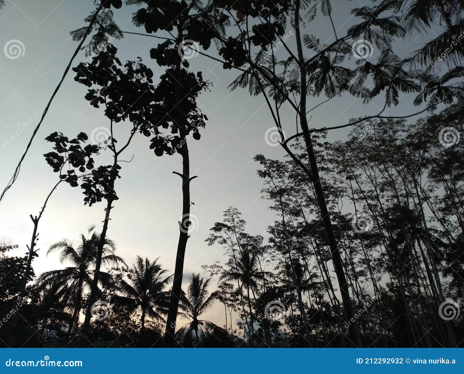 Silhouette dark forest stock photo. Image of branch - 212292932