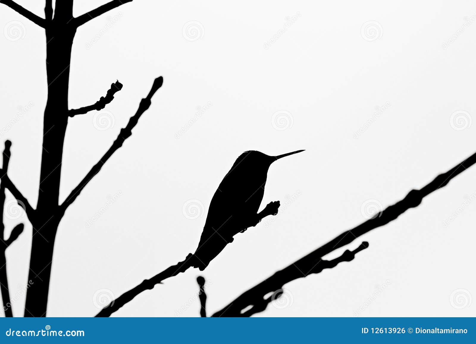 Silhouette de colibri photo stock. Image du foncé, pointeau - 12613926