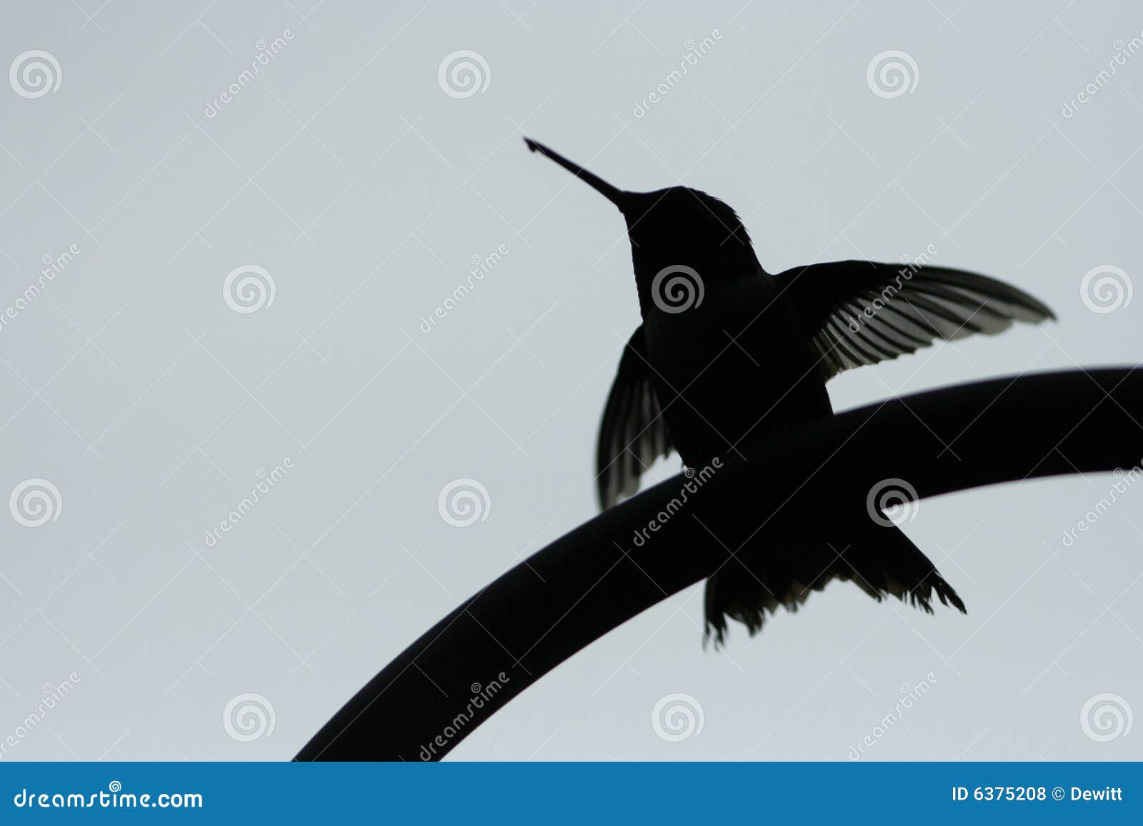 Silhouette de colibri photo stock. Image du silhouette - 6375208