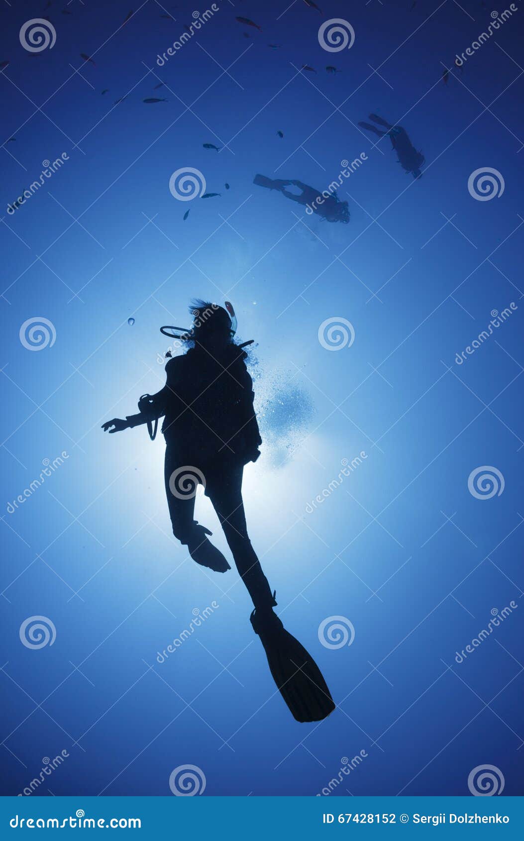 Silhouette De Ras De Mohamed De Plongeur Prise Photo stock - Image du ...