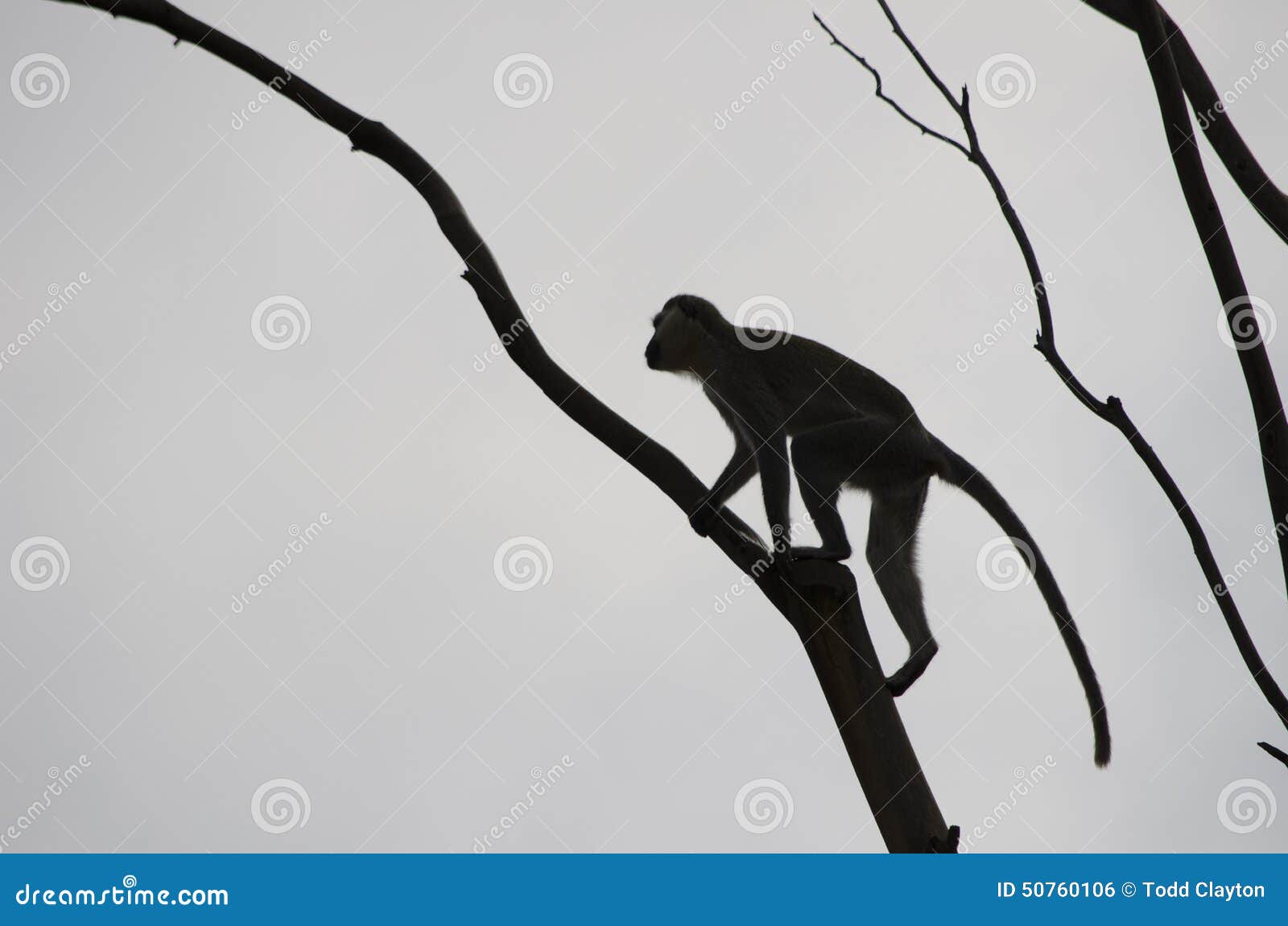 Silhouette de singe photo stock. Image du arbre, noir - 50760106