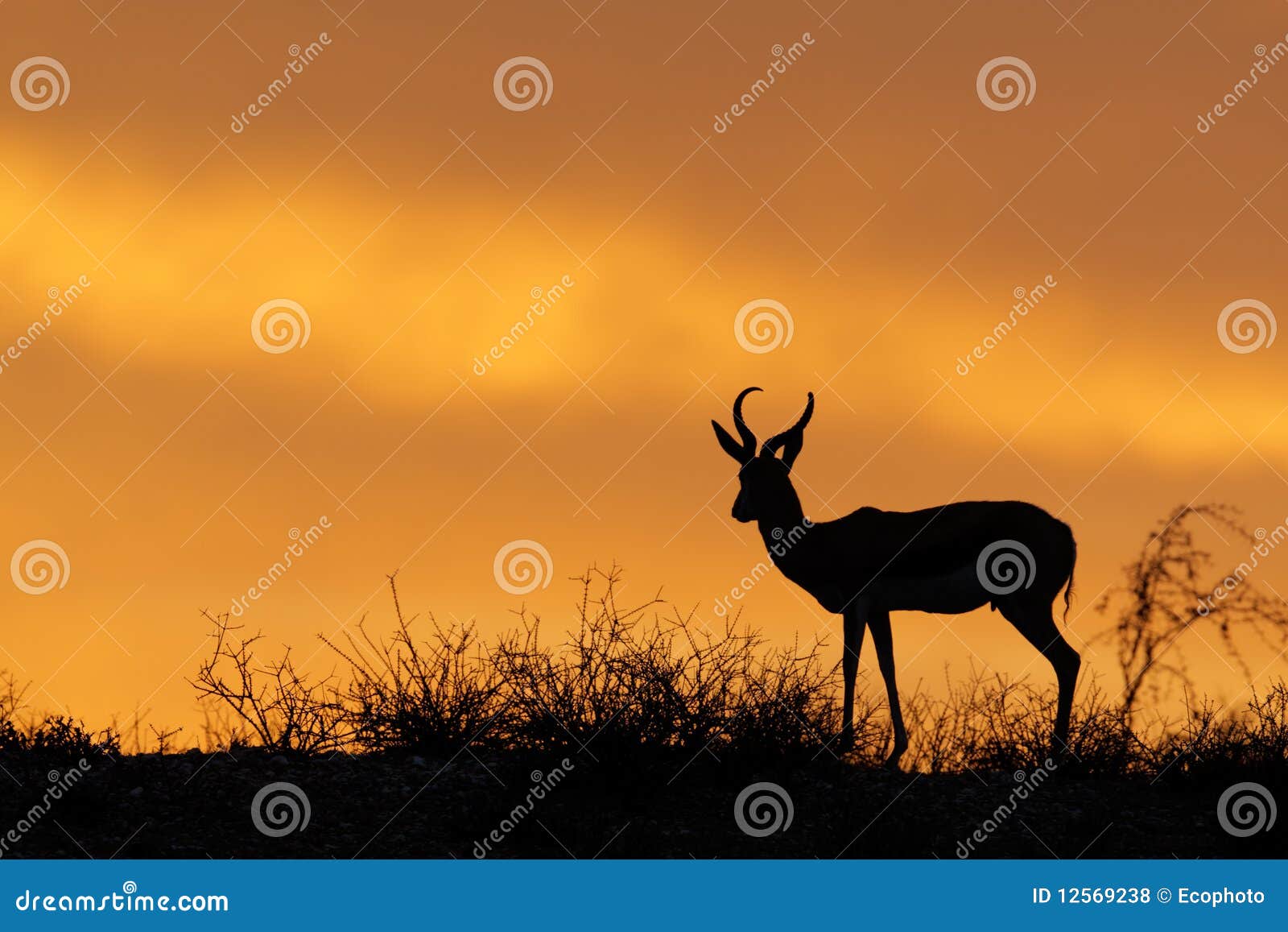 Silhouette de springbok photo stock. Image du ciel, safari - 12569238