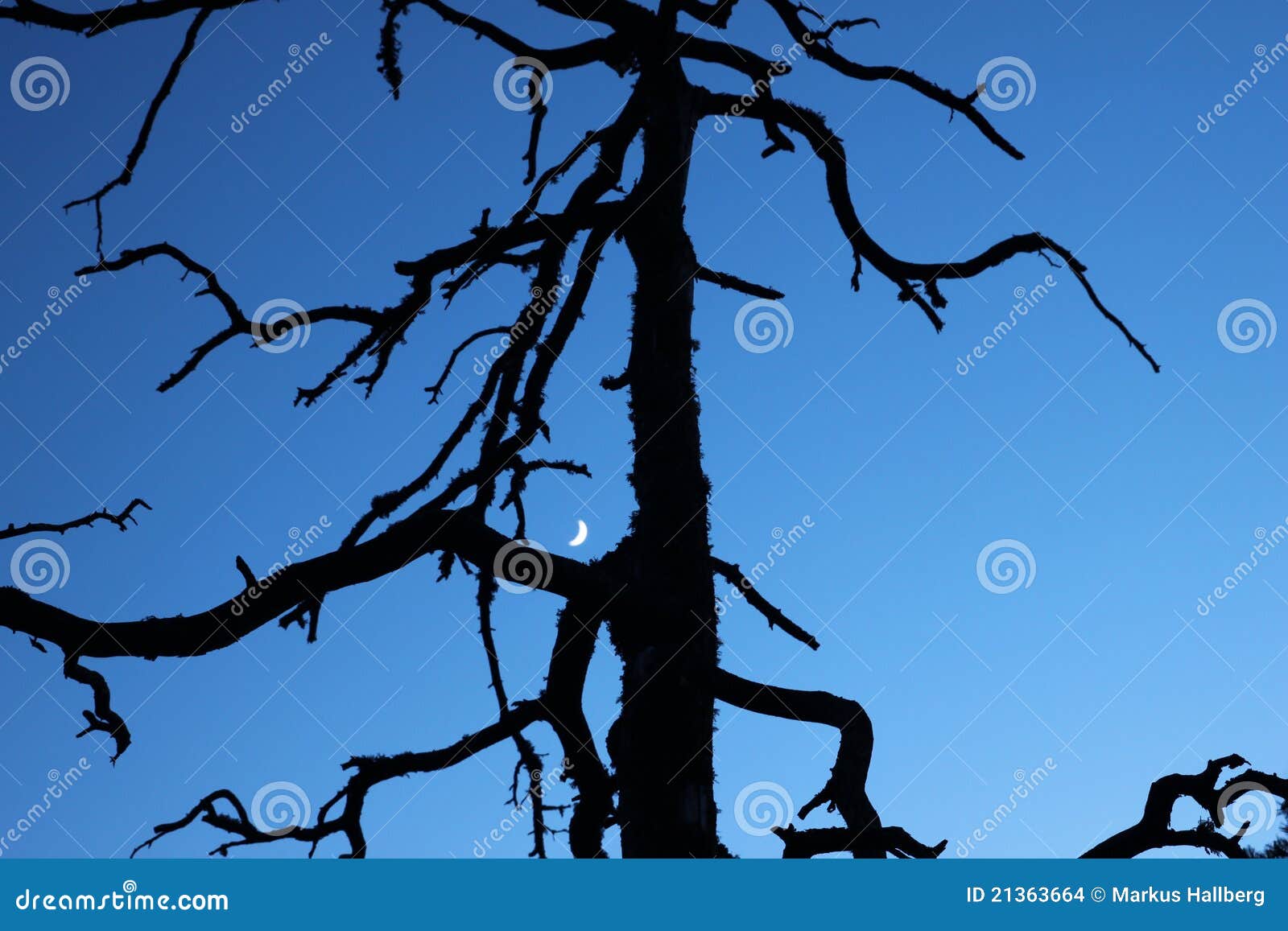 Silhouette of a dead tree stock photo. Image of blue - 21363664
