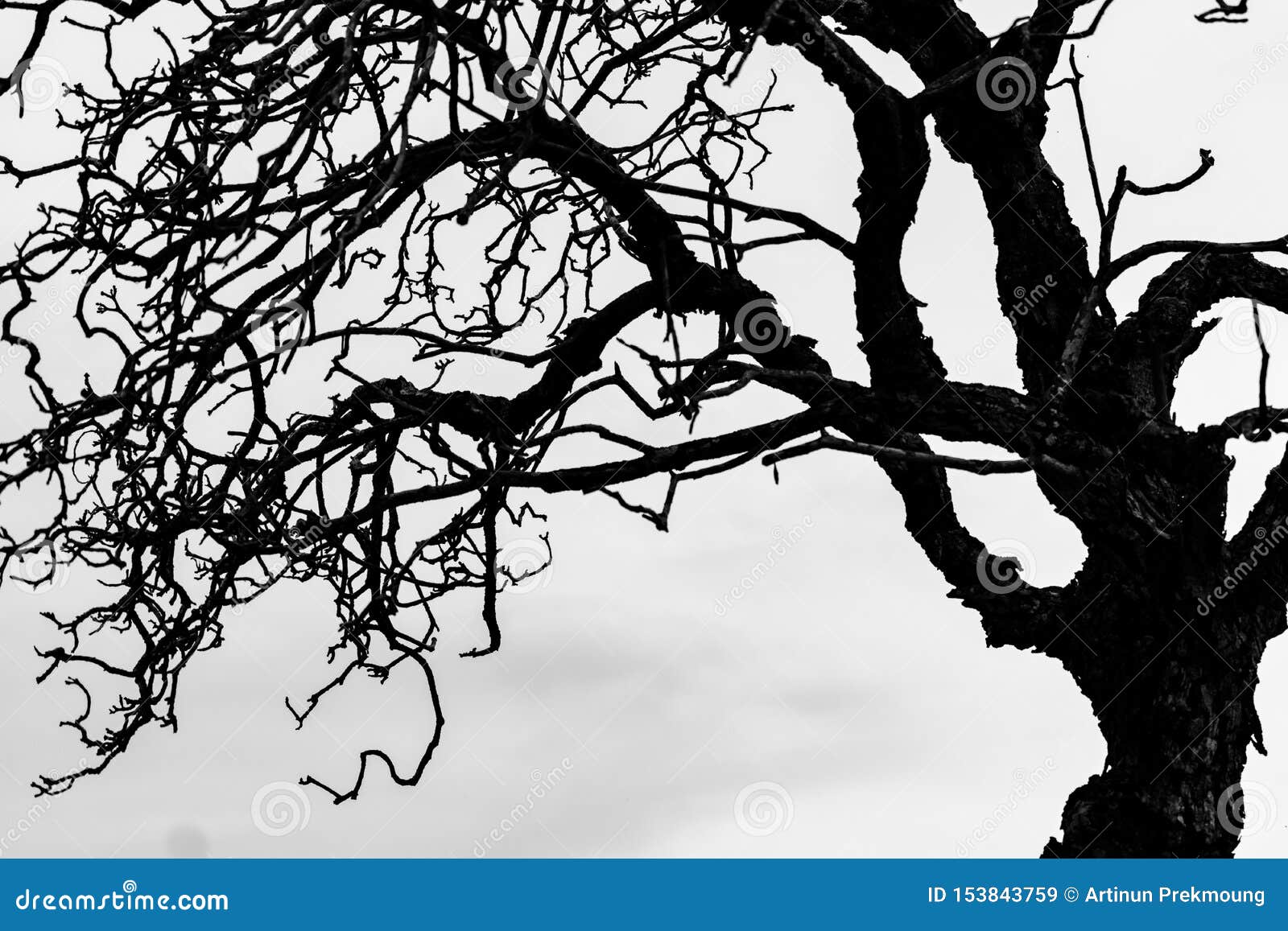 Silhouette Dead Tree and Branch Isolated on White Background. Black ...