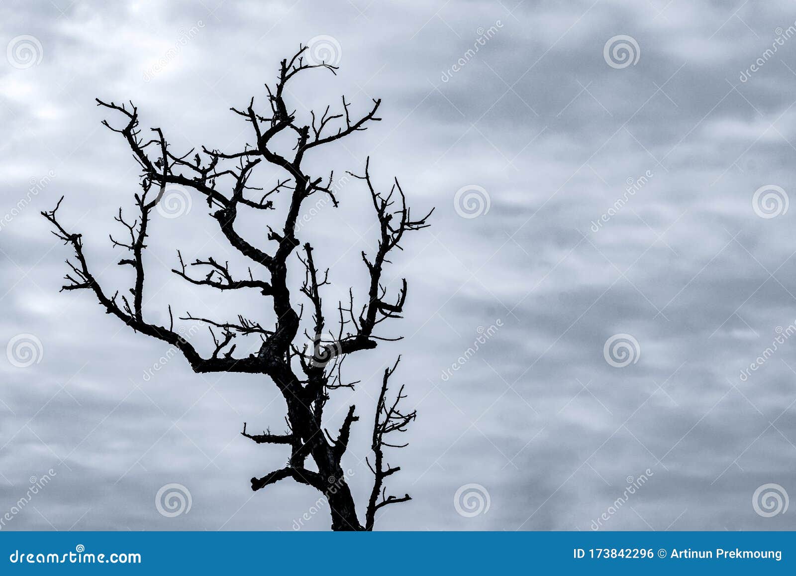 Silhouette Dead Tree on Dark Dramatic Sky and White Clouds Background ...