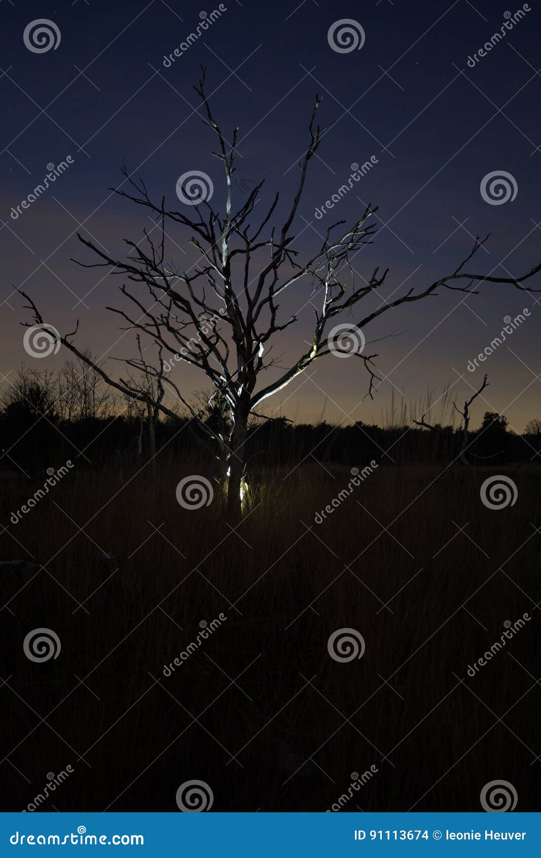 Silhouette of a Dead Tree at Night Stock Photo - Image of tree ...